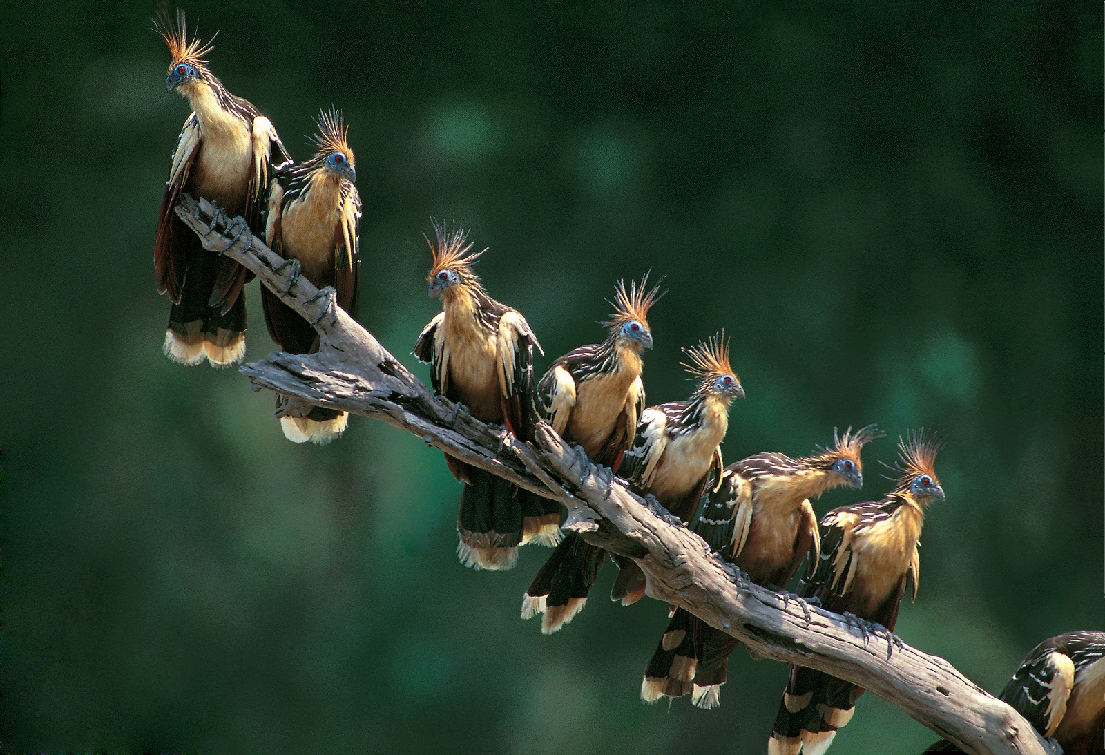 Exposição Dos Marigo estreia na Galeria do Ateliê da Imagem – Revista ...