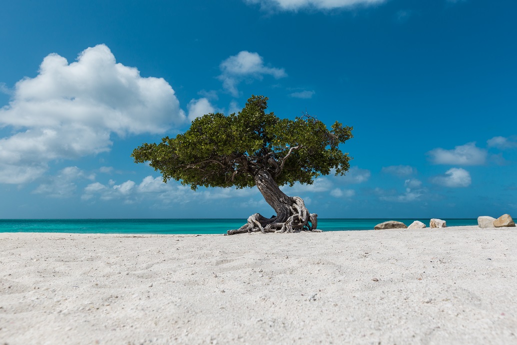 Aruba: roteiro completo pelo destino do Caribe – REVISTA INFOCO